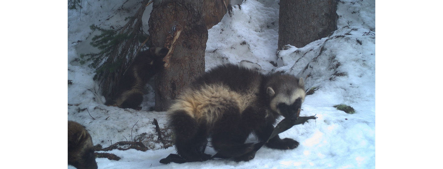Where in the World are the Wolverines? - Washington's National Park Fund