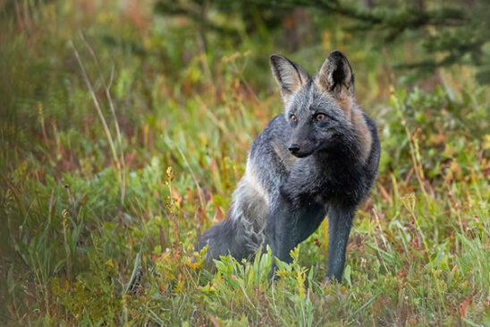 The Power of Poop: Researching Rare Carnivores in Washington's National ...
