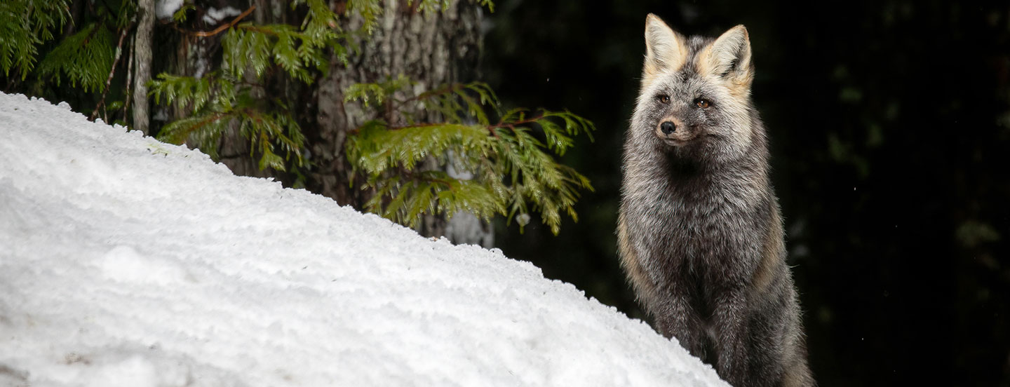 The Power of Poop: Researching Rare Carnivores in Washington's National ...