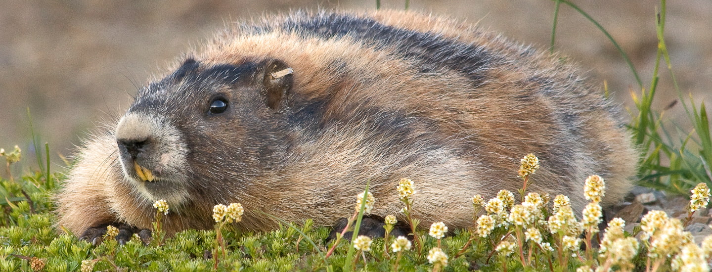 Monitoring Marmots, Managing Meadows: Meet Olympic’s ‘Marmoteers ...